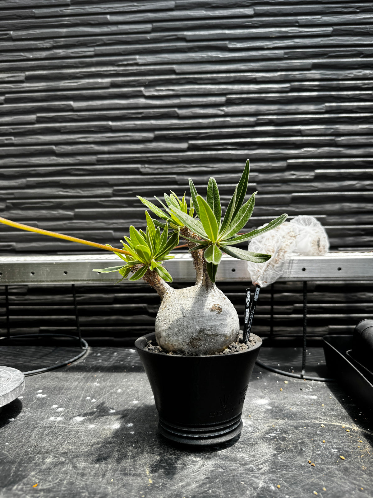 【6/29採取】JAY SEED 3（グラキリス）送料込み – OKINI