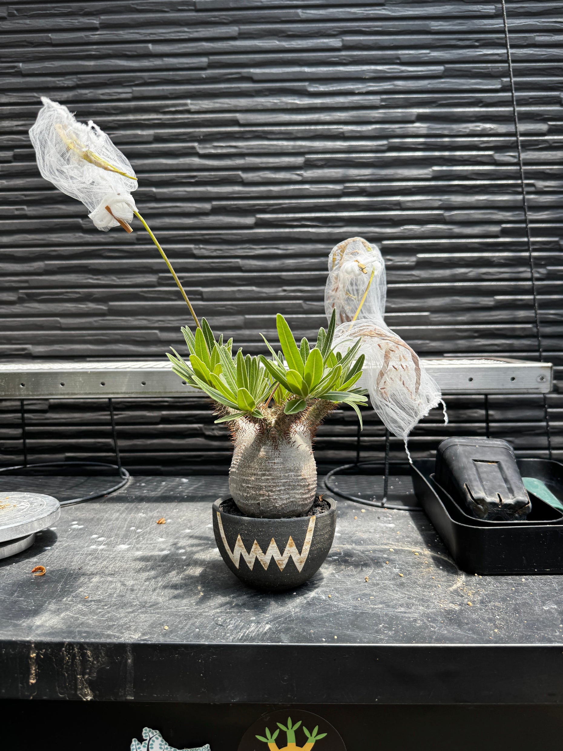 【6/29採取】JAY SEED 1（グラキリス）送料込み – OKINI